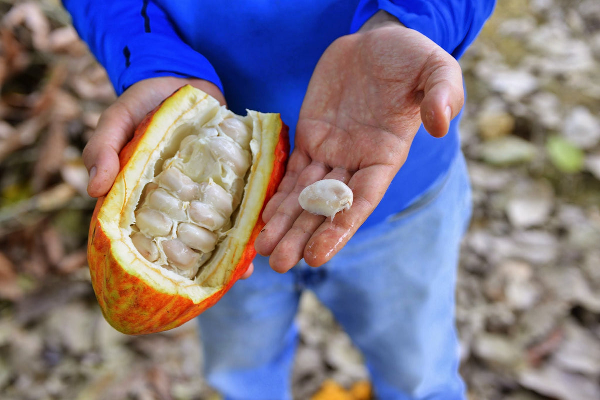 Origin and Historical Significance of Chocolate – Meridian Cacao Co