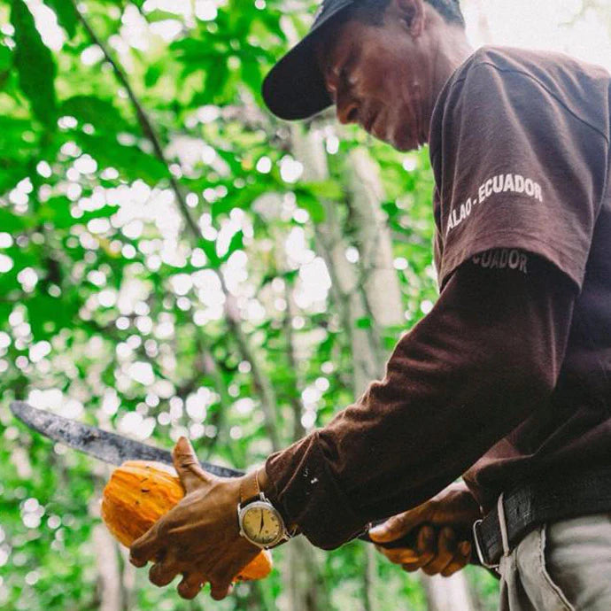 Camino Verde – Meridian Cacao Co